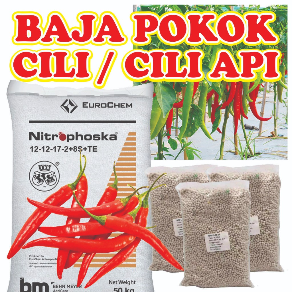 Baja Pokok Cili Api Cili Padi Cili Merah Berbunga & Berbuah Lebat Tahan ...