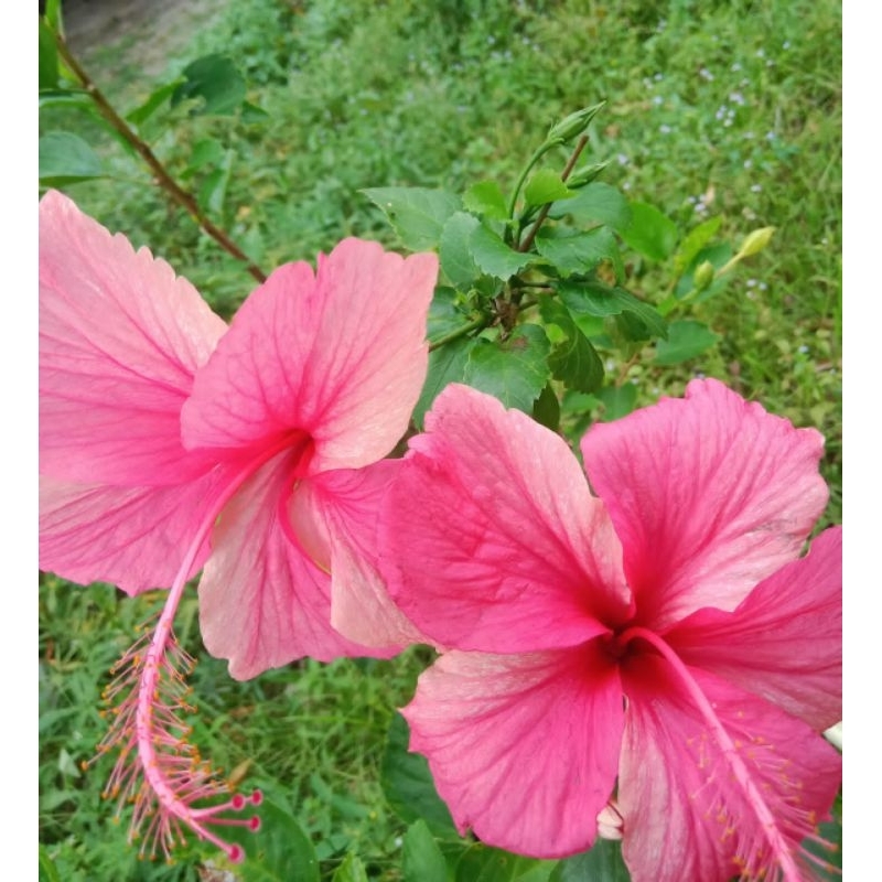 Bunga Raya Pink/Hibiscus(Pokok Dalam Polybag) | Shopee Malaysia