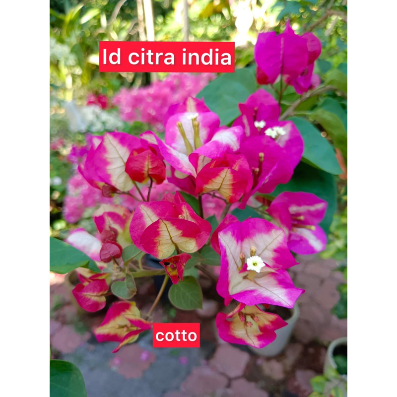 Bunga Kertas Pelbagai Jenis ID (Live Plant)Bougainvillea | Shopee Malaysia