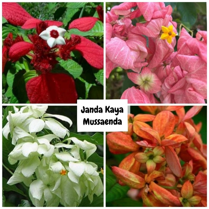 Pokok Janda Kaya Mussaenda Oren Merah Putih Culcutta Sunset pink ...