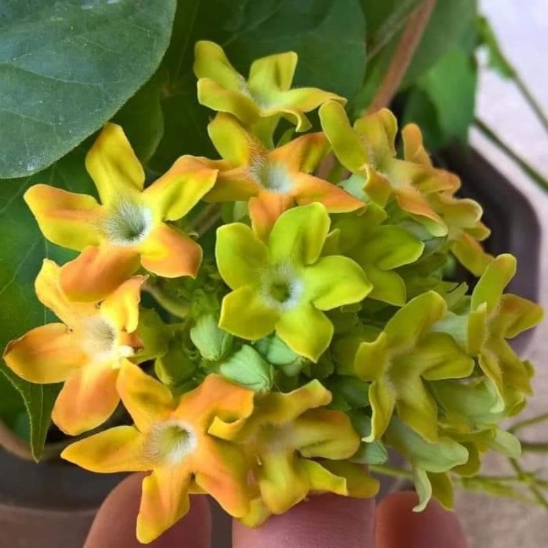 Pokok Bunga Tongkeng jumbo bunga besar kampung wangi kululut herba ...