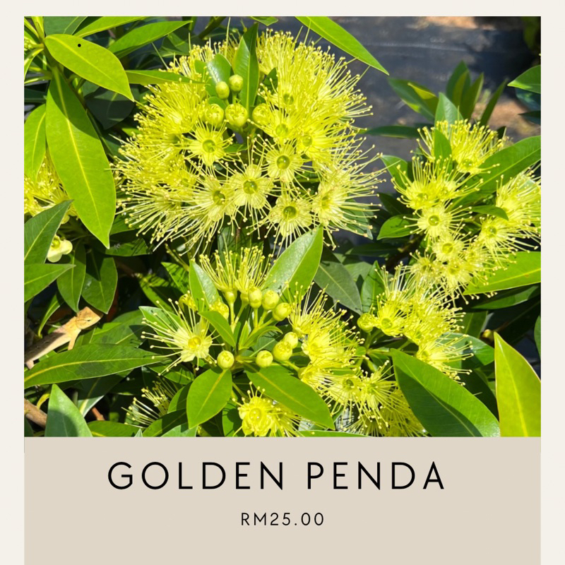 pokok golden penda pokok bunga jambu kelulut kuning | Shopee Malaysia