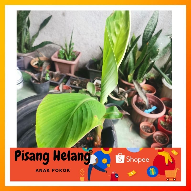 Anak Pokok Pisang Helang [Real Live Plant / Pokok Hidup] | Shopee Malaysia