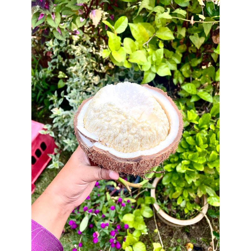Tombong kelapa Coconut Bread | Shopee Malaysia