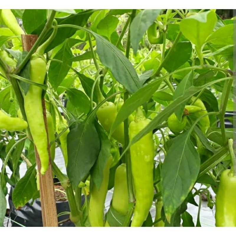 RM10 ~ 3 POKOK ANAK POKOK CILI SOLOK. | Shopee Malaysia