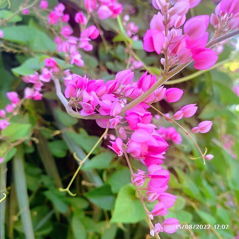 Pokok Air Mata Pengantin/Coral Vine | Shopee Malaysia