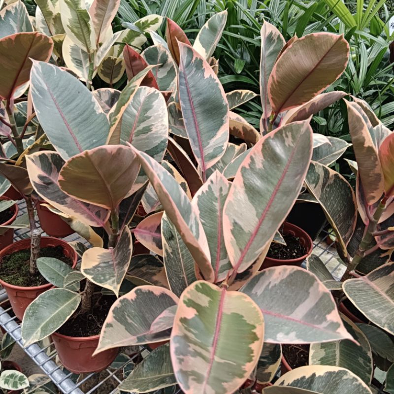 Ficus Elastica Ruby Red | Shopee Malaysia