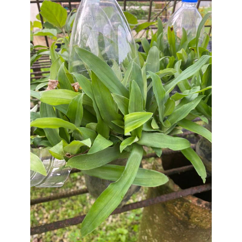 Rumput Beijing (Rumput Siti Khadijah) | Shopee Malaysia