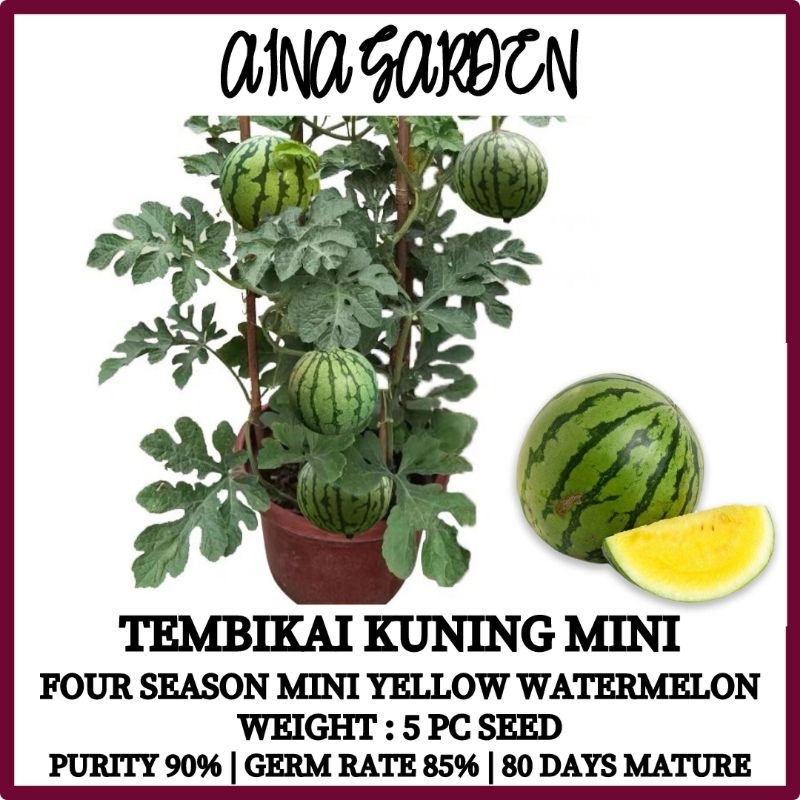 HSK [5pc] BUAH TEMBIKAI KUNING MINI | SMALL YELLOW WATERMELON SEED ...