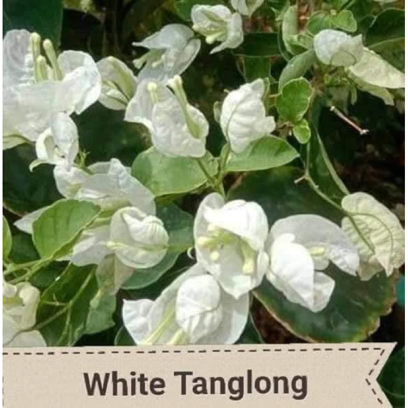 Bunga kertas tanglung bougainvillea tanglung #bougainvilleatanglung # ...