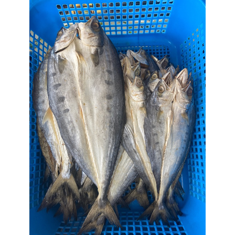 Ikan Masin Talang Padi Tanjung Dawai Kedah (Vacuum Pack) | Shopee Malaysia