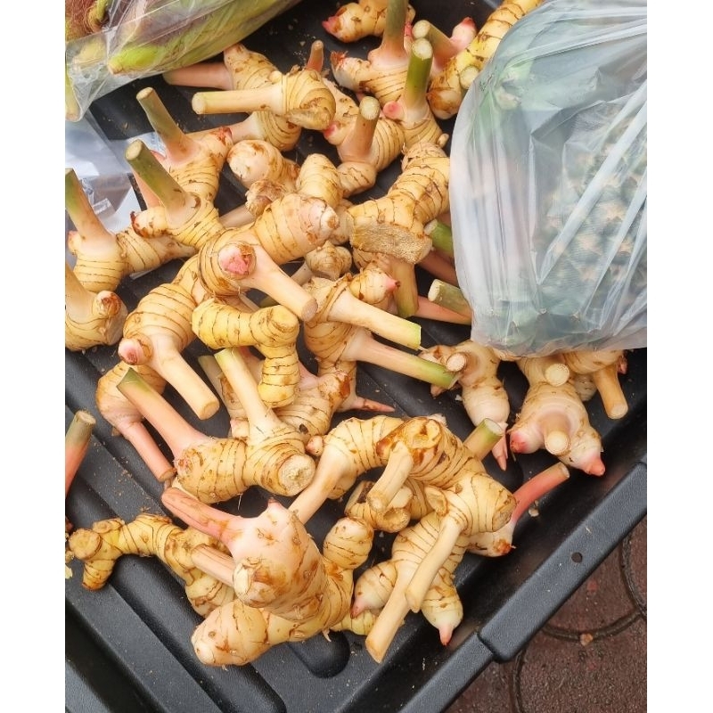 1kg Lengkuas / 1kg Greater Galangal | Shopee Malaysia