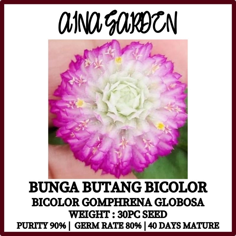 HSK [30pc] BUNGA BUTANG BICOLOR | BICOLOR GLOBE AMARANTH SEED ...
