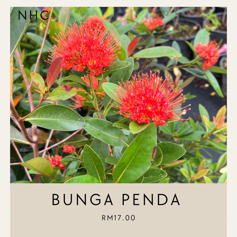 pokok penda / jambu kelulut / bunga kelulut (Beli 2 percuma 1) | Shopee ...