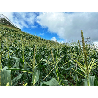 Grade B Cameron Highlands White Sweet Corn (Gred B Jagung Susu Cameron ...