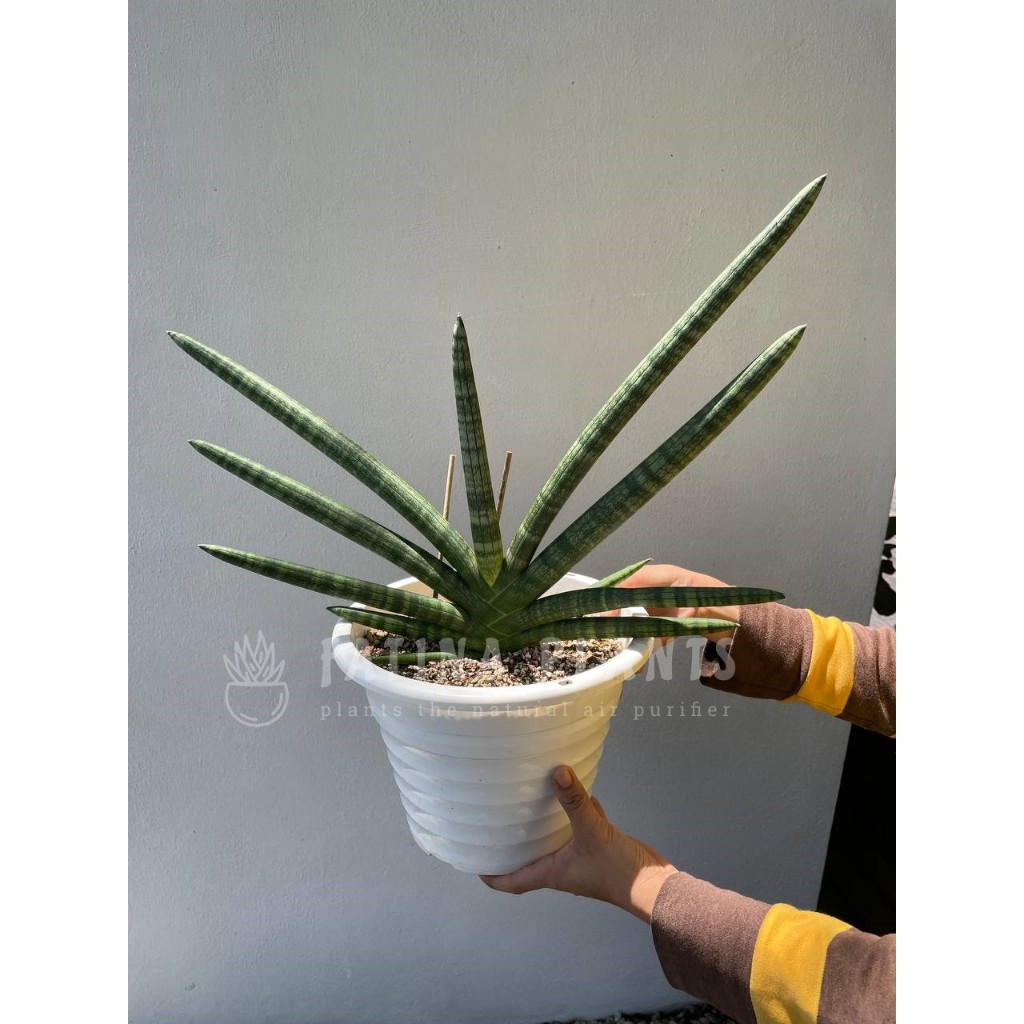 Sansevieria Cylindrica 'Boncel' (Sansevieria Starfish) (Cylindrica ...
