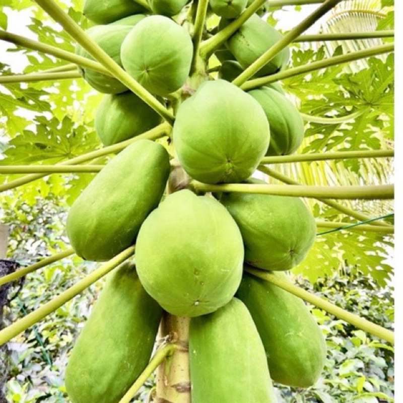Biji Benih Betik Manis Papaya Seeds | Shopee Malaysia Biji Benih Betik Manis Papaya Seeds | Shopee Malaysia