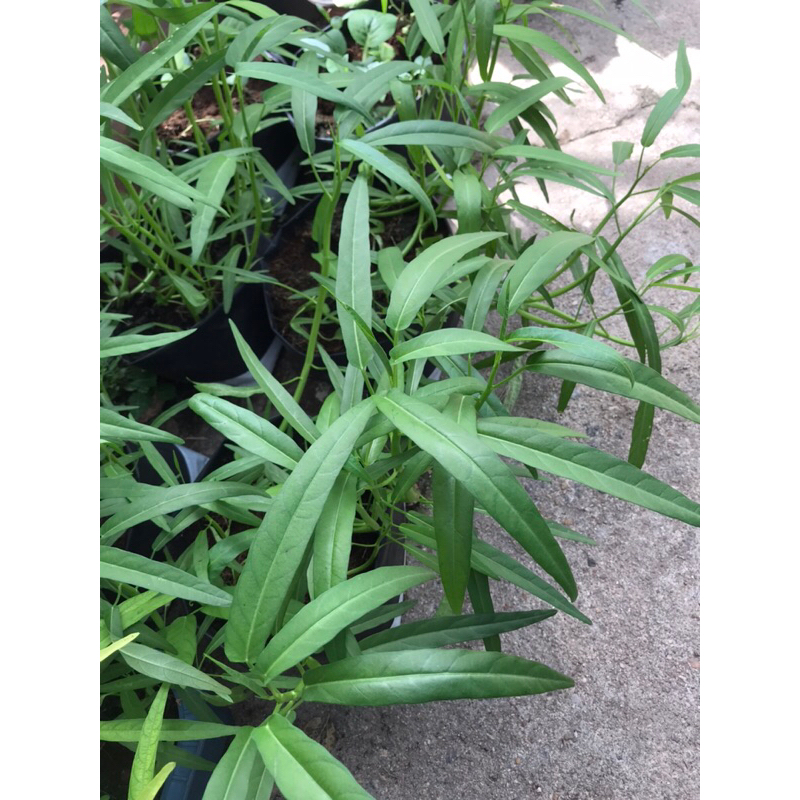 Benih Kangkung Daun Tirus Buluh / BAMBOO BRAND / Repack 1kg - 500g ...