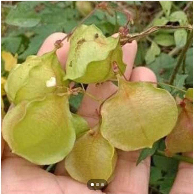 Peria Bulan penawar kencing manis, saraf dan sendi. | Shopee Malaysia