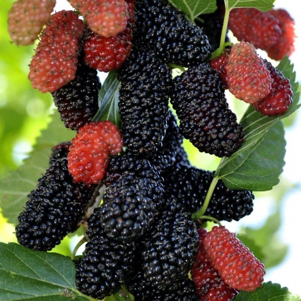 Mulberi Super Jumbo Turki/ Turkish Super Jumbo Mulberry (Morus Nigra ...