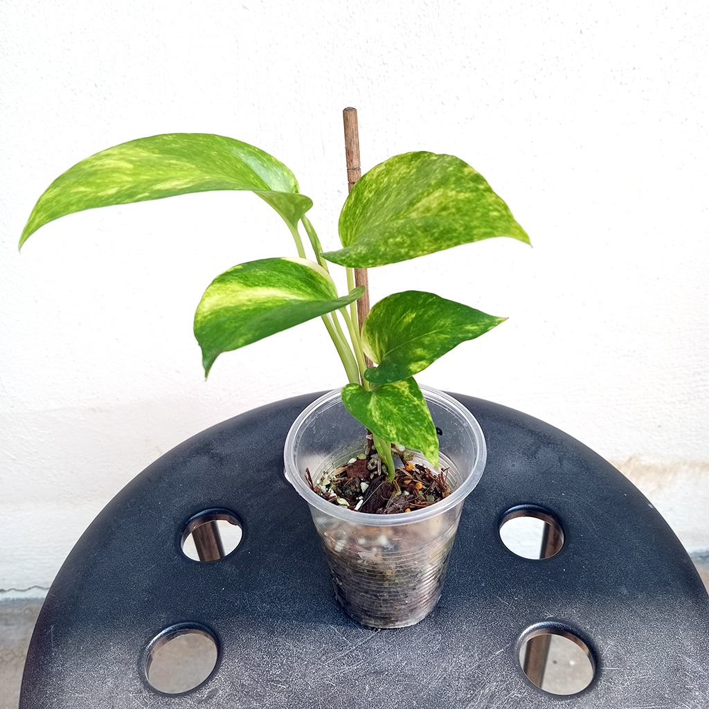 Aurea Epipremnum Pinnatum / Pothos | Shopee Malaysia