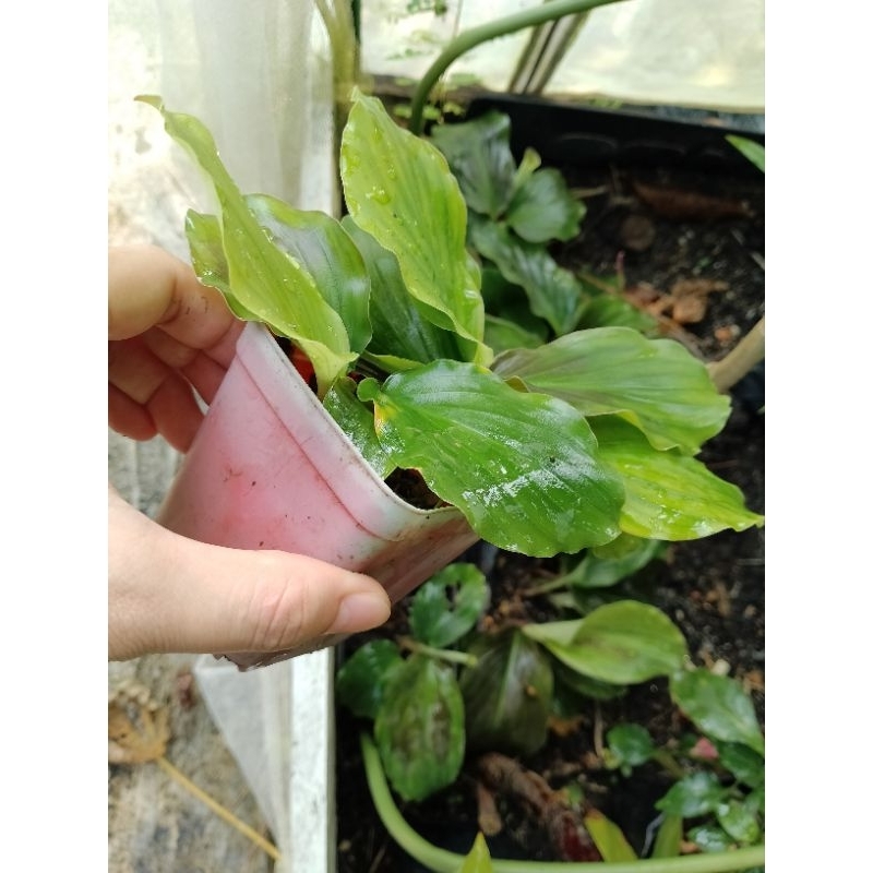 Anak pokok kencur @ cekur hitam. | Shopee Malaysia