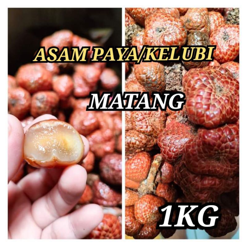 BUAH KELUBI/ASAM PAYA MATANG 1KG FRESH SAIZ BIG | Shopee Malaysia