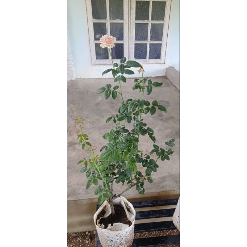 ros tahan panas Thailand | Shopee Malaysia