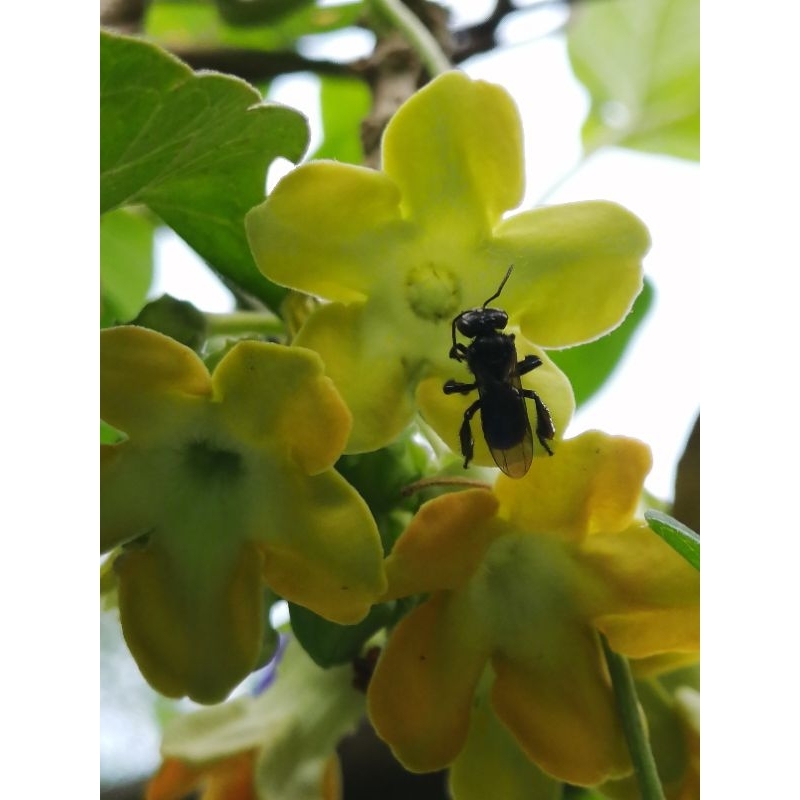 Anak pokok bunga tongkeng /telosma cordata | Shopee Malaysia