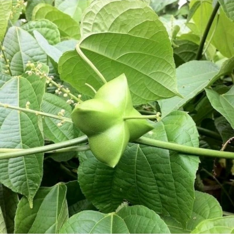 FRESH Daun Sancha Inchi (RM3 =15 helai daun) | Shopee Malaysia