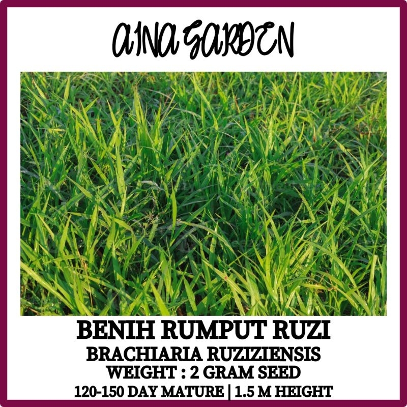HSK [2gram] BENIH RUMPUT RUZI | RUZI GRASS SEED | BRACHIARIA ...