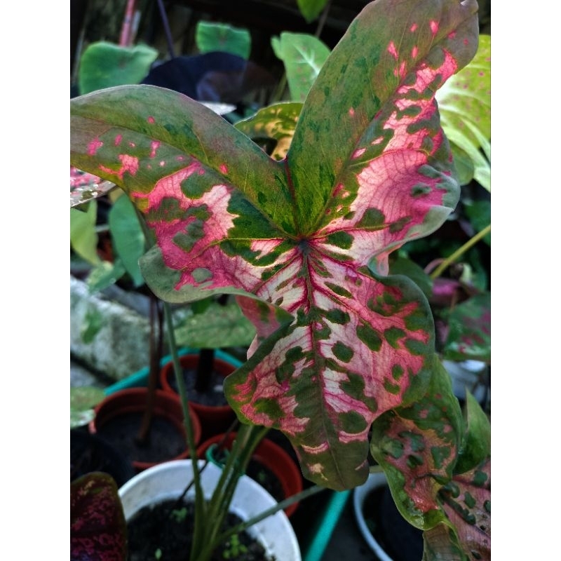 Keladi Butterfly (Caladium) – Pokok Hiasan Cantik | Shopee Malaysia