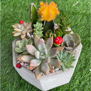 cactus - Prices and Promotions - Jan 2024 | Shopee Malaysia