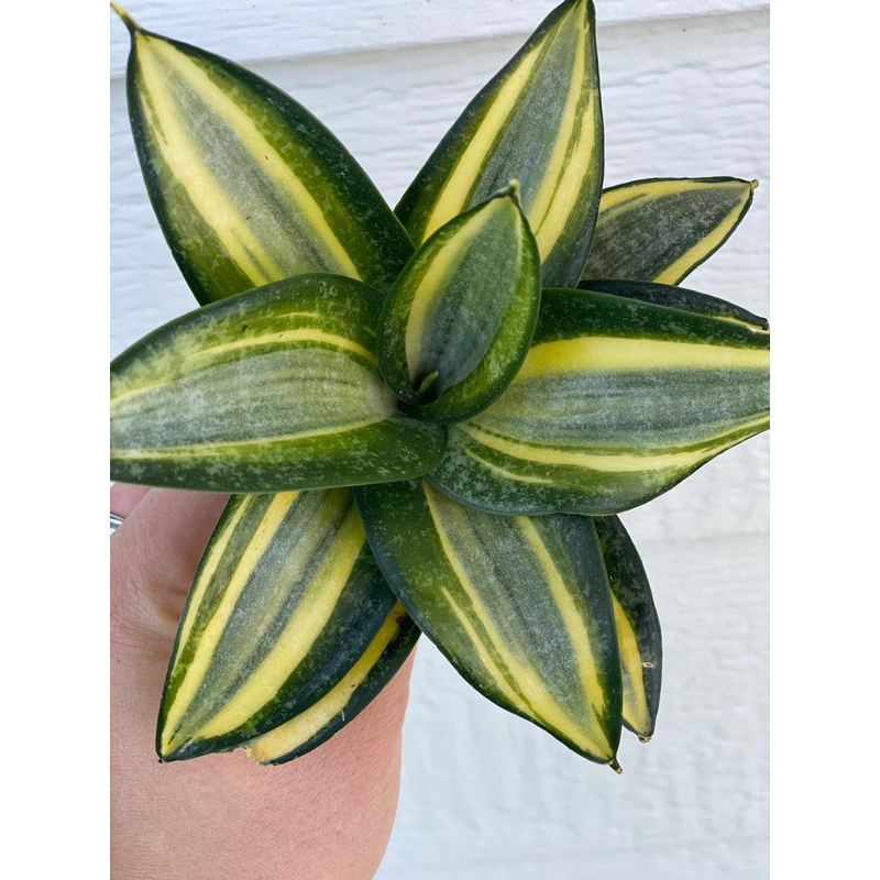 Sanseviera /Pokok lidah mertua DWARF VARIAGATED / kuning batik pendek ...