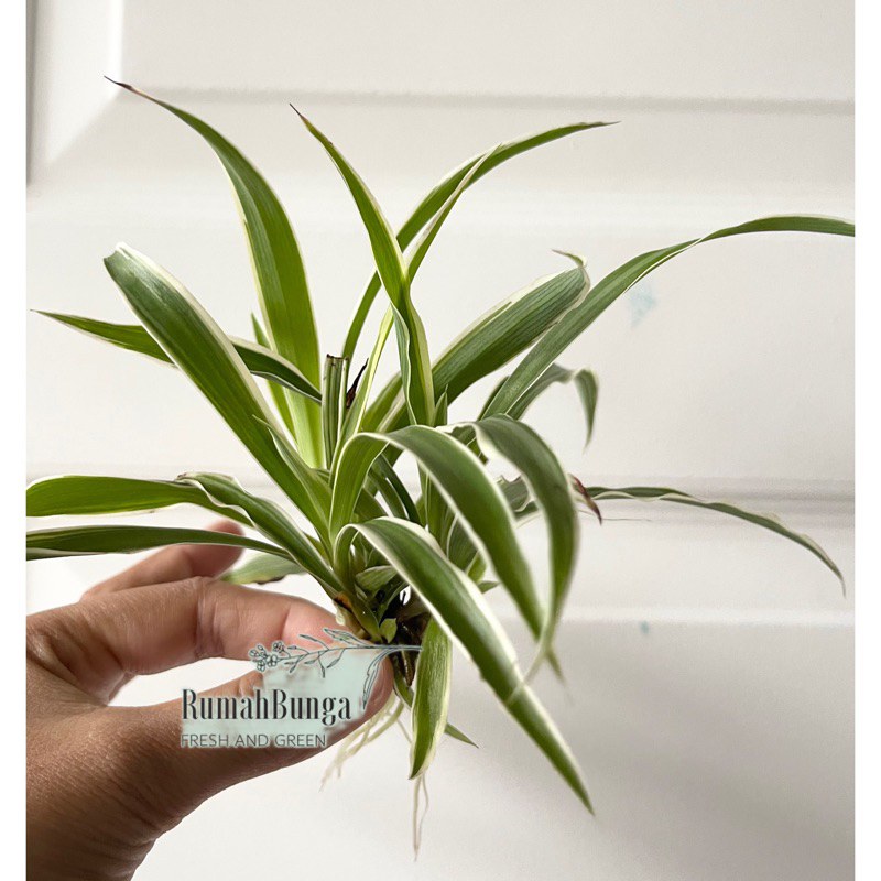 Anak Pokok Spider Plant | Spiderettes | Indoor Pl | Hanging Plant ...