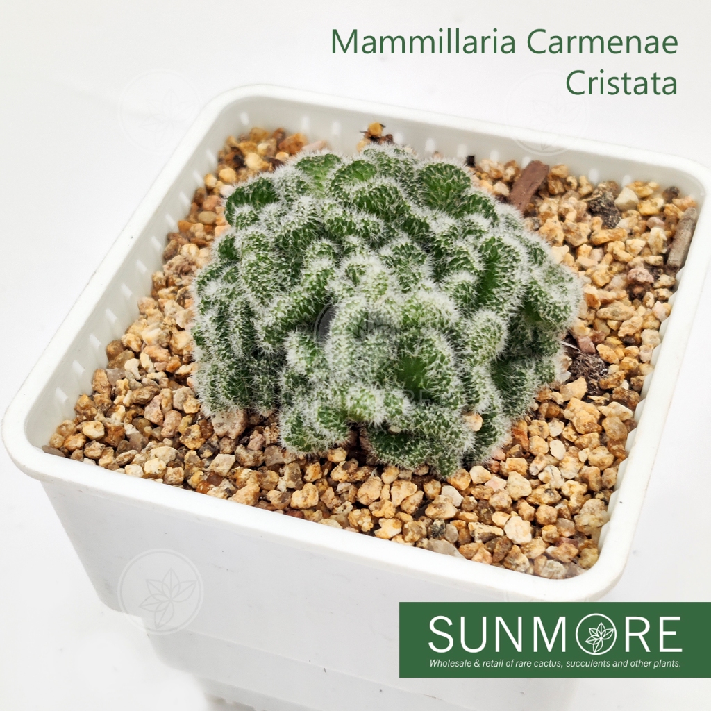 Sunmore | The Mini Brain Cactus Mammillaria compressa cv. Yokan ...