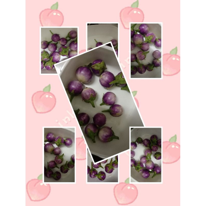 10 gram biji benih terung ulam bulat ungu | Shopee Malaysia