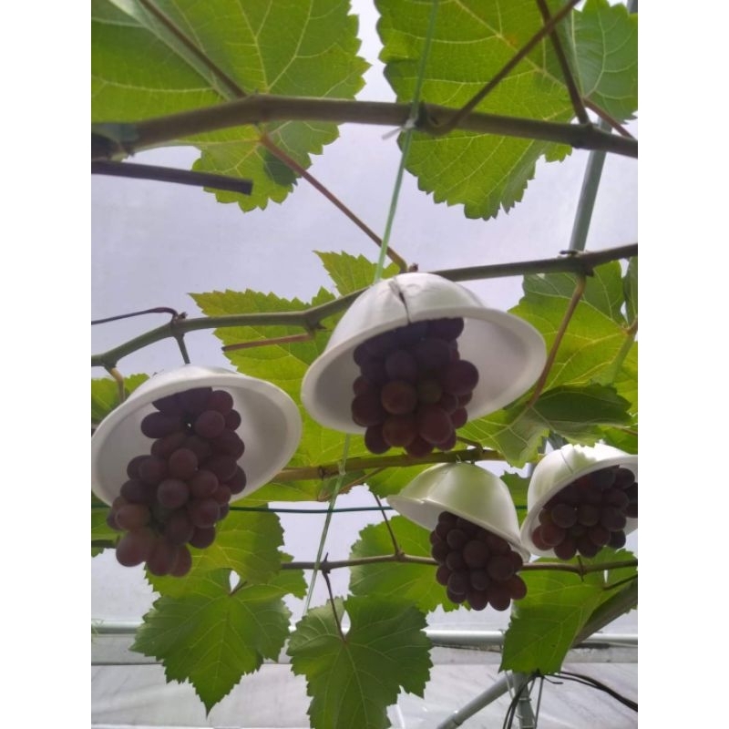 ANAK POKOK ANGGUR FAITH SEEDLESS | Shopee Malaysia
