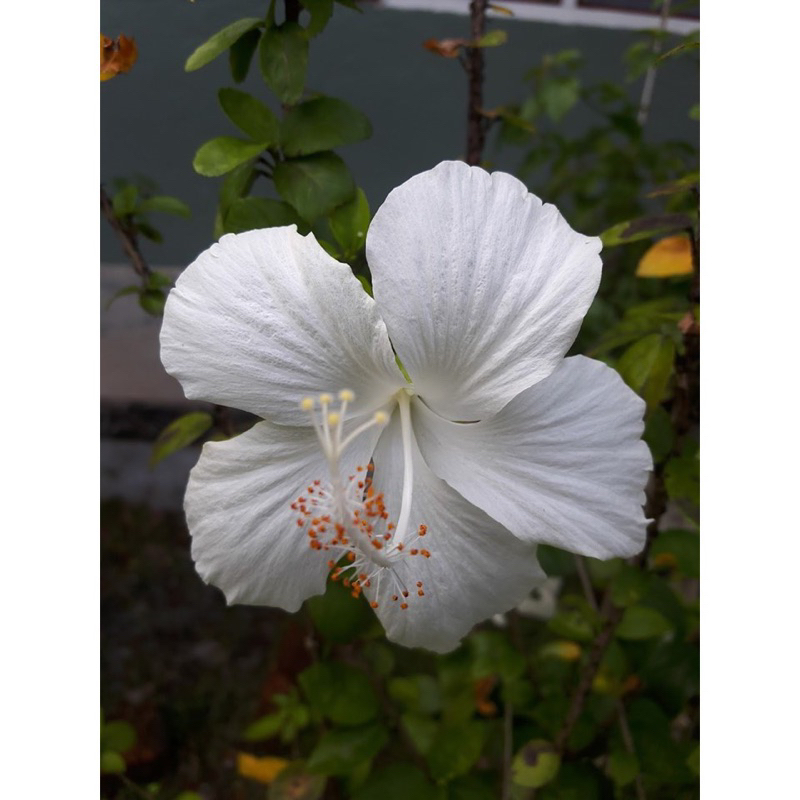 White Hibiscus / Bunga Raya Kampung Putih 白色大红花 Outdoor Herb Live Plant ...