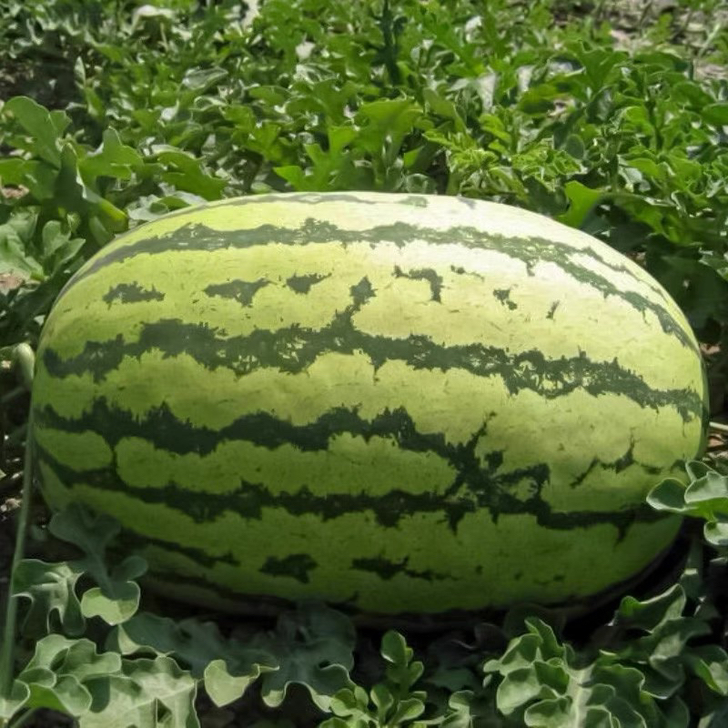 10gram Benih Tembikai Merah Bujur Buah Besar / Oval Large Watermelon ...