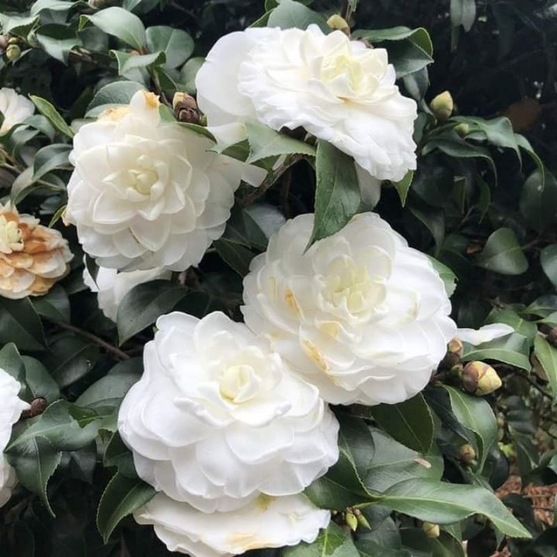 Pokok White Camellia / Pink Camellia /Green Camellia ( Outdoor Plants ...