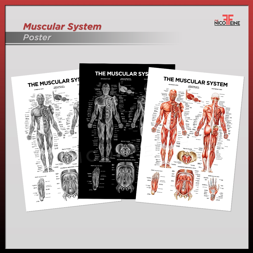 (Poster Only) The Muscular System Anatomy of Muscle Chiropractic ...