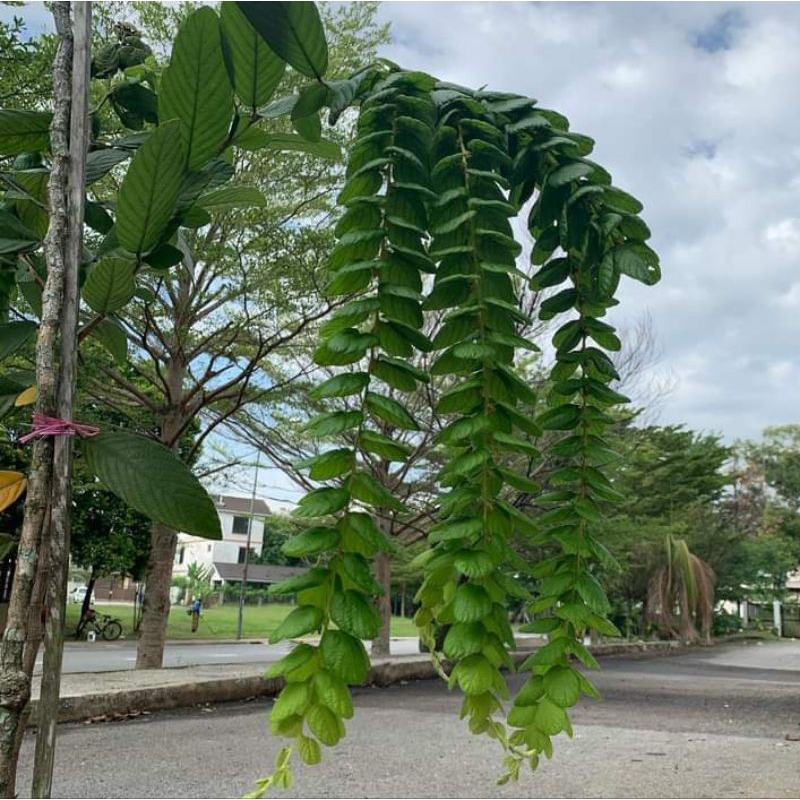 KKB Phyllodium longipipes, Dragon's Tongue, Fish Scales, Pokok Ekor ...