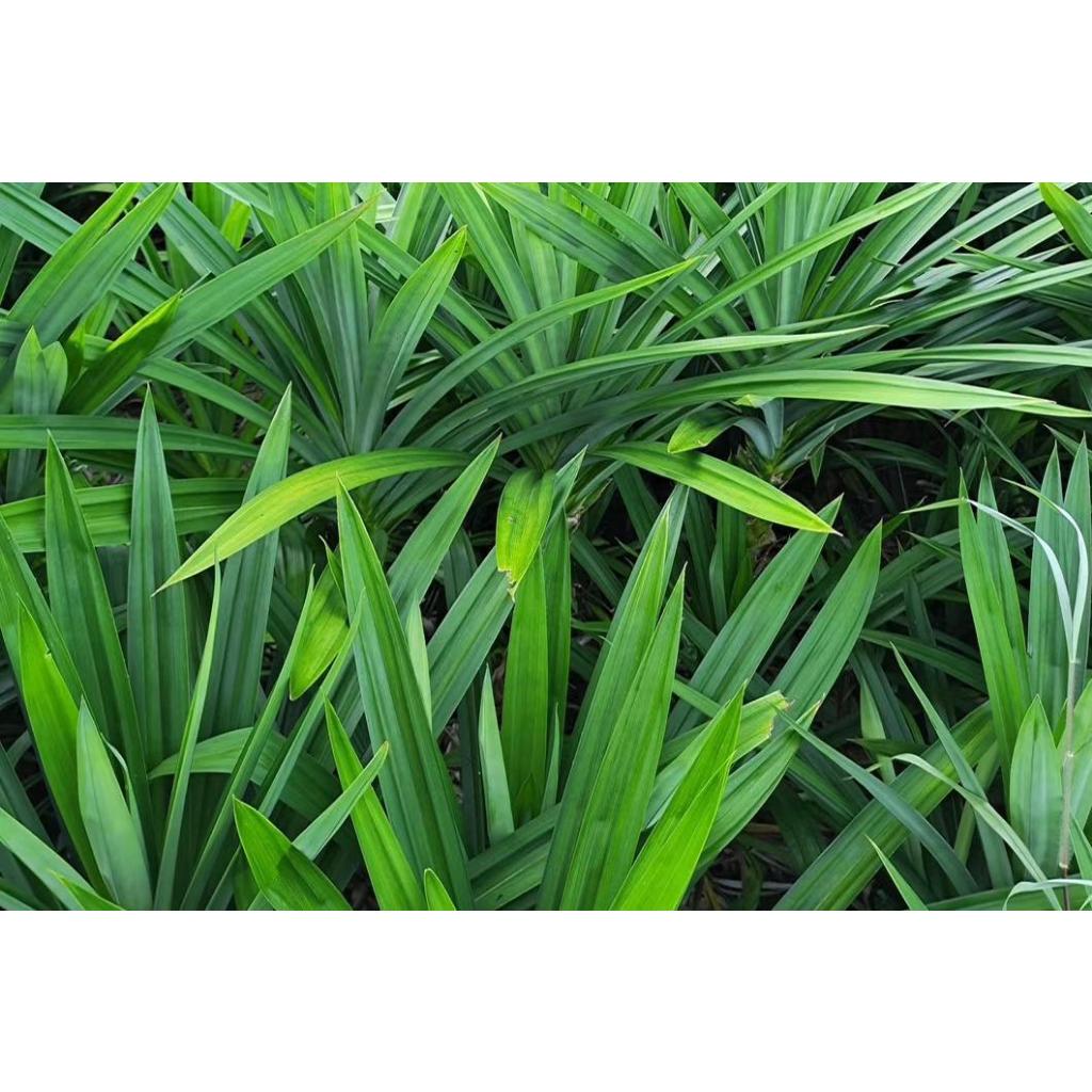 10 Anak pokok daun pandan berakar (Purata Hidup 99.99%)/Pandan Leaves ...