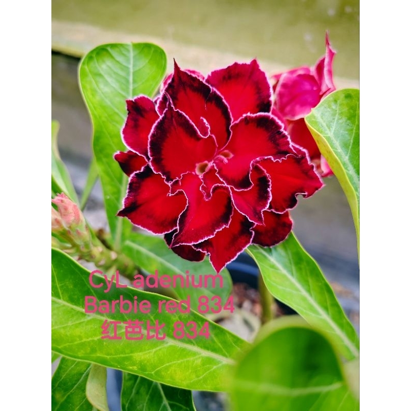adenium kemboja ID834 barbie red 红芭比834 | Shopee Malaysia