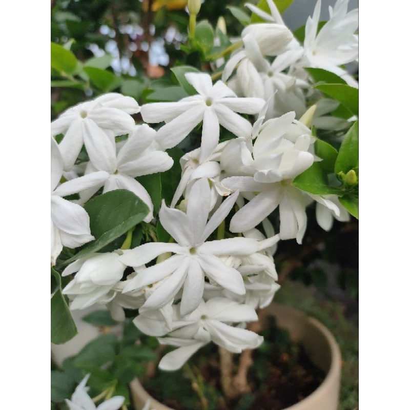 星茱莉植物花苗/Anak Pokok Bunga Bintang Melati /Star Jasmine Flower Plant ...