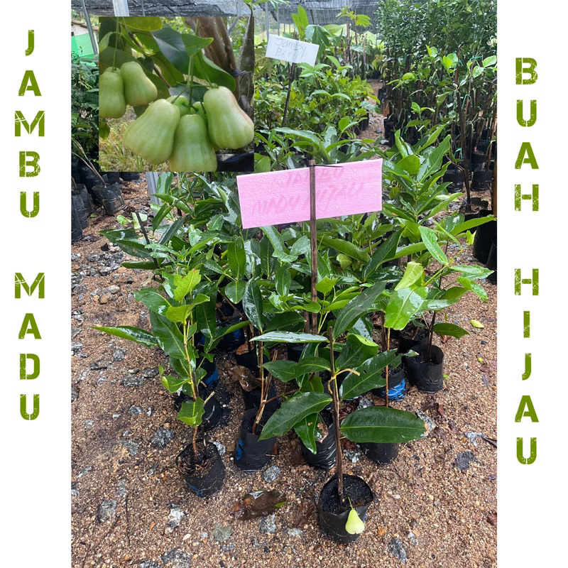 Jambu madu buah hijau (hybrid) cepat berbuah / jambu madu buah hijau ...