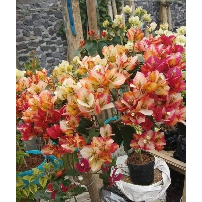 2 keratan Bunga Kertas Citra Mondering | Shopee Malaysia