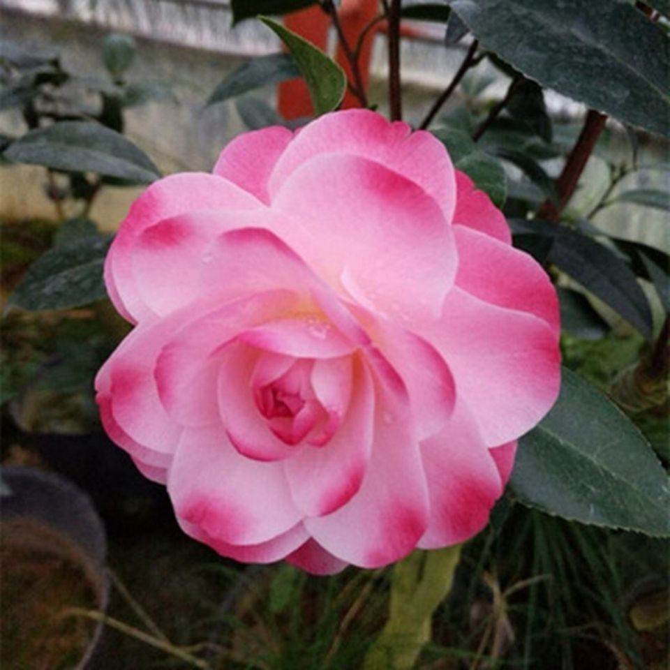 (confused spring) Camellia | Shopee Malaysia