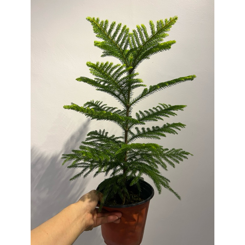 Araucaria Excelsa ,Araucaria heterophylla, Pine Tree,Pokok Agoda ,Real ...